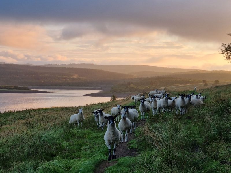 Naomi Barnes - I think we're being followed - Marketing Lancashire