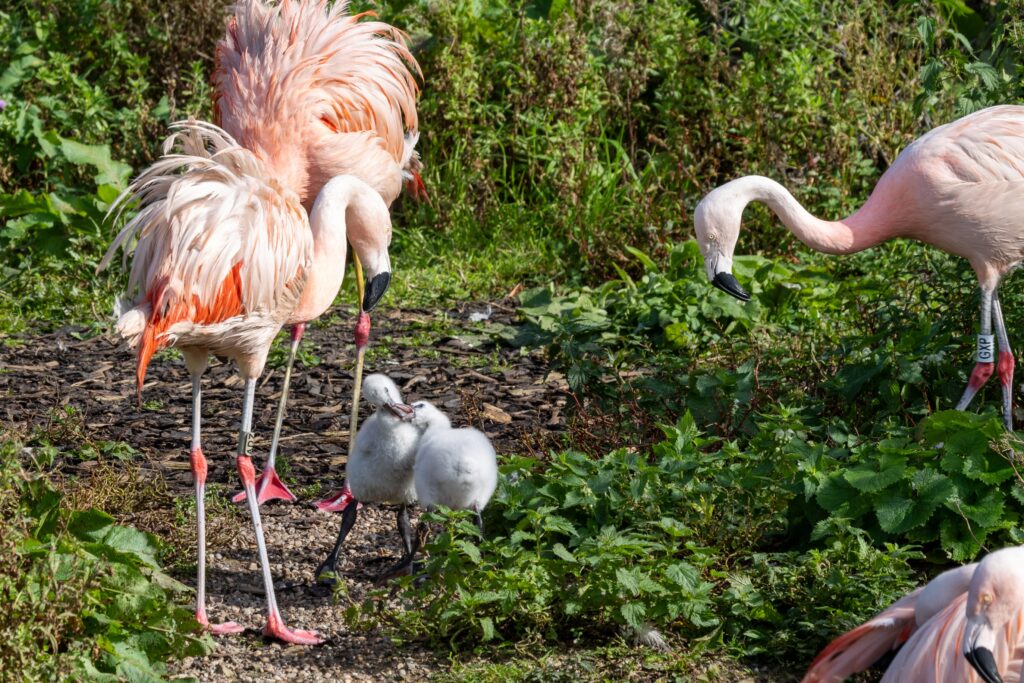 Chilean flamingo chicks hatch for first time in 10 years at Martin Mere ...